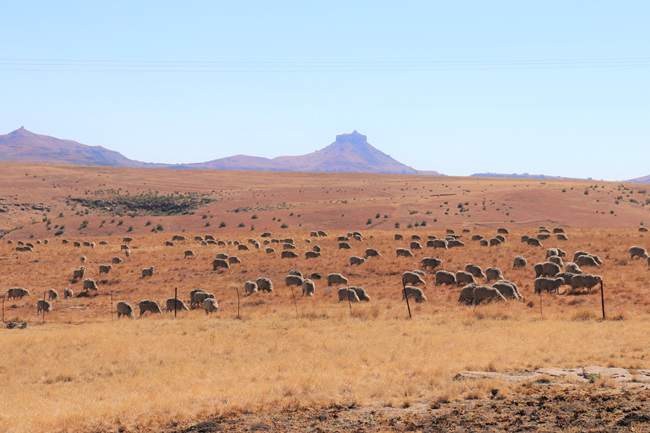 Skeuring dreig tussen Vrystaat Landbou en AgriSA | Landbou