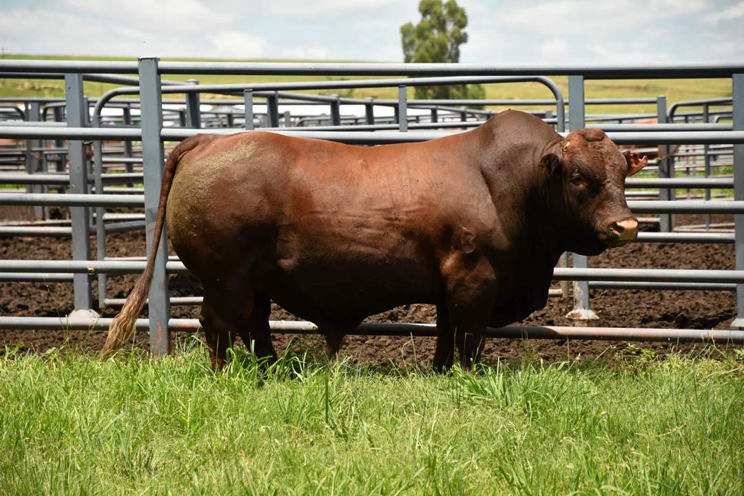 Topgehalte-diere op veiling van Ferrero Bonsmaras | Landbou