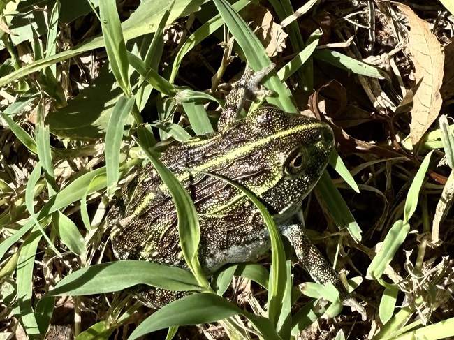 Brulpaddas voor in die koor ná die reën in Noordwes | Landbou