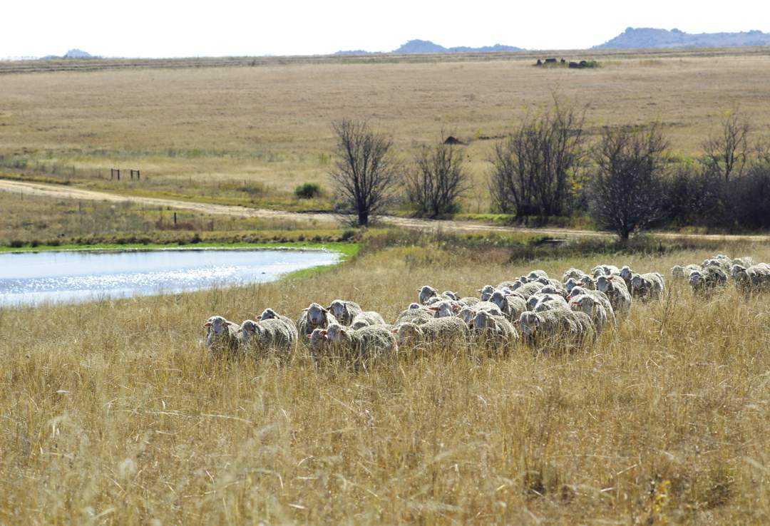 Polisie pootjie self veediefstal-ondersoeke | Landbou