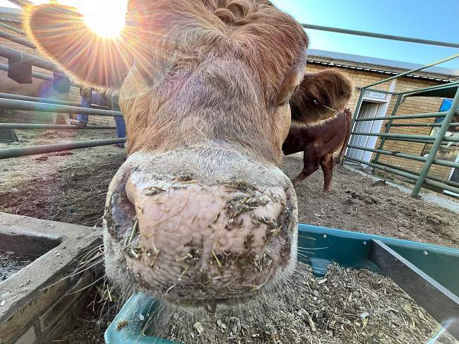 Veebedryf staan reg vir Nampo | Landbou