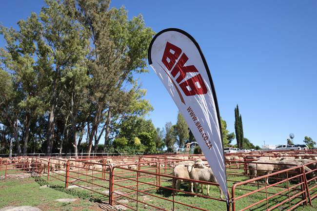 BKB dek reeds tafel vir goeie boekjaar | Landbou