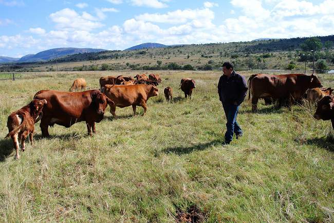 Beefmaster: ’n Waardevolle ras in die Suid-Afrikaanse veebedryf | Landbou