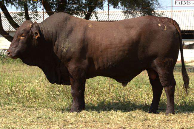 Limpopo-Bonsmara-klub spog met goeie pryse | Landbou