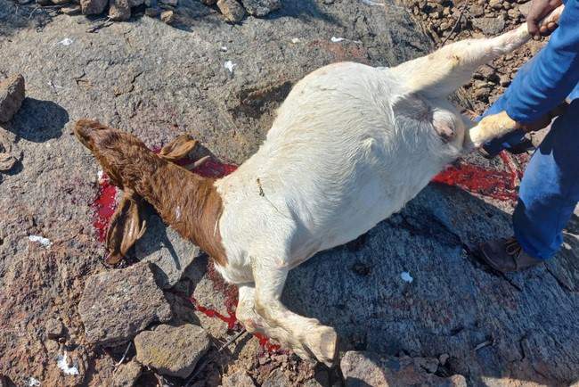 Luiperd byt agt dragtige bokooie dood | Landbou