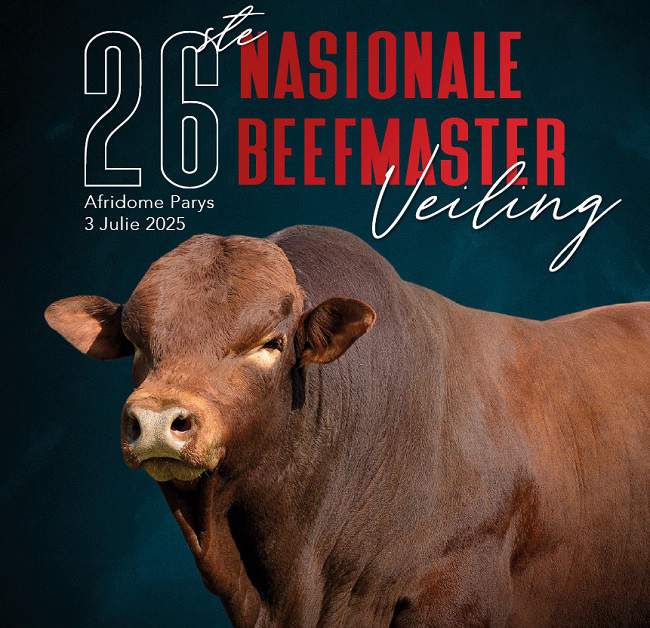 Beefmaster SA-veiling bou vanjaar voort op topteelmateriaal | Landbou