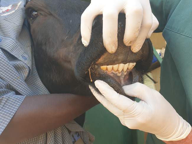 Bek-en-klouseer: Volg die jongste nuus hier | Landbou