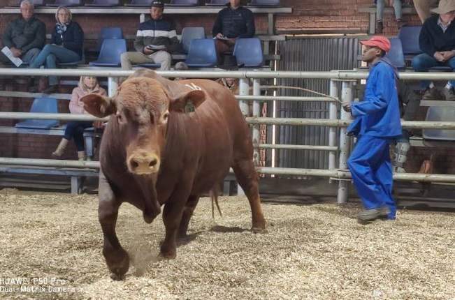 KYK | Oos-Vrystaat-veldbulklub bied weer gehalte aan | Landbou