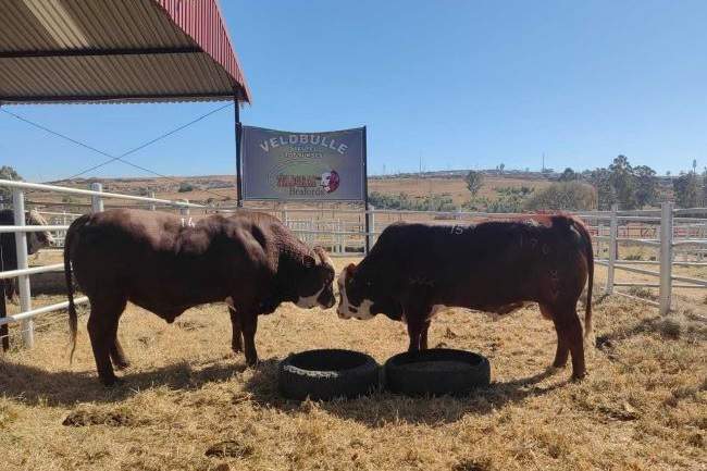 KYK | Oos-Vrystaat-veldbulklub bied weer gehalte aan | Landbou