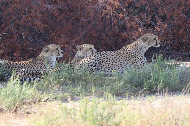 Soektog na oorsprong van dié jagluiperds aan die gang | Landbou