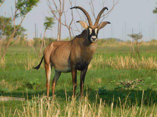 Bastergemsbok Mojo verkoop vir R2 miljoen | Landbou