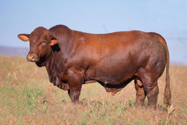 Vroulike diere verkoop goed op veiling van Limpopo-Beefmasterklub | Landbou