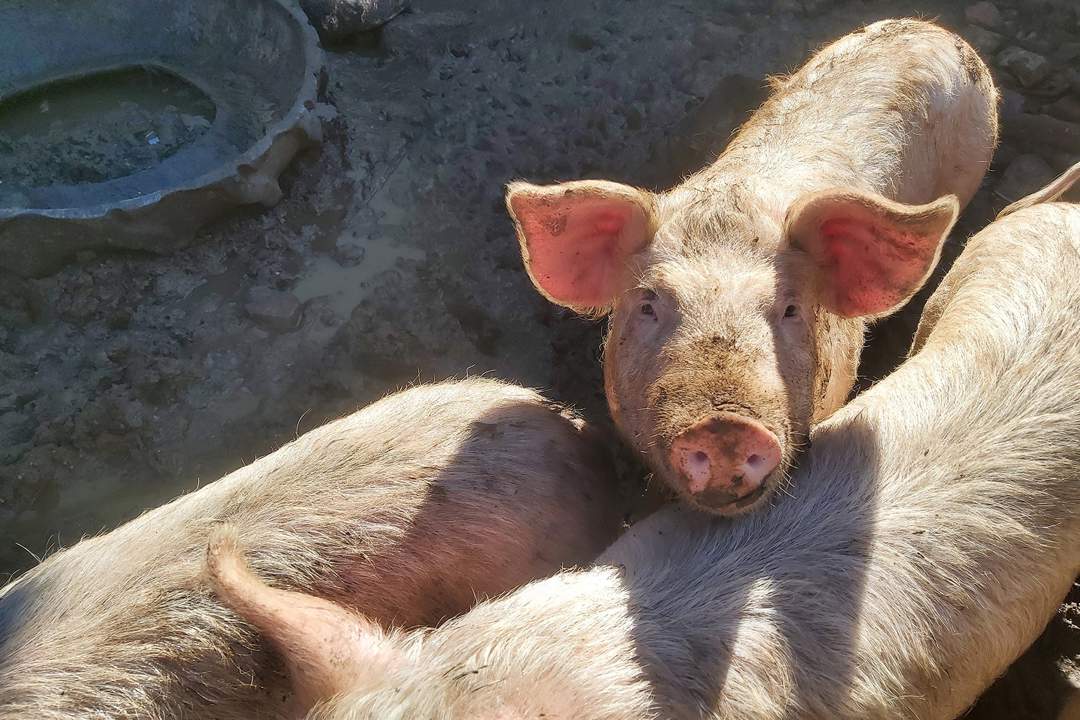 Beheer van Afrika-varkpes moeilike taak, sê navorsers | Landbou