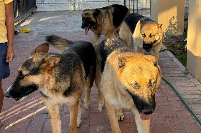 Só werk boere se regte oor vreemde honde op hul plase | Landbou