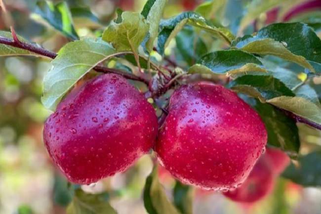 Appelbedryf lewer grootste Flash Gala-oes nóg | Landbou