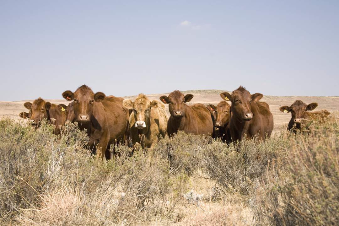Vleispryse: Bemoedigende tekens te sien | Landbou
