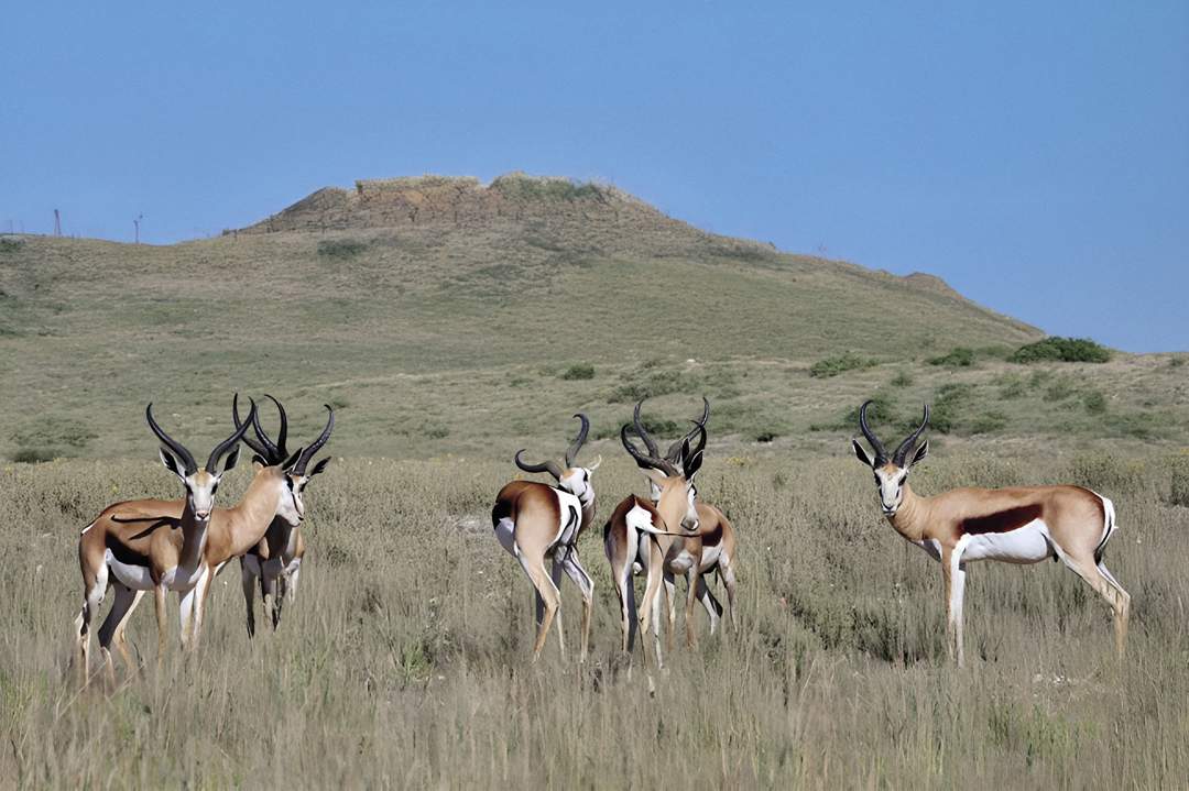 Terugkeer van die Kalahari se springbokreuse | Landbou