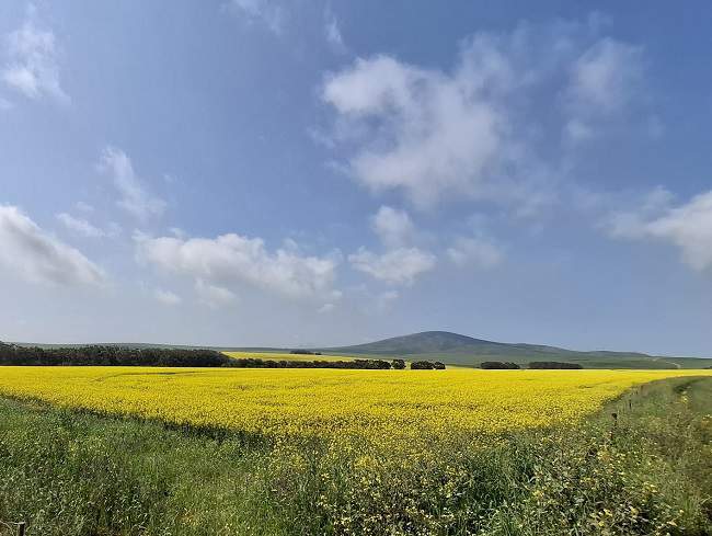 Swartland hoop op nóg 50 mm reën vir mooi oes | Landbou