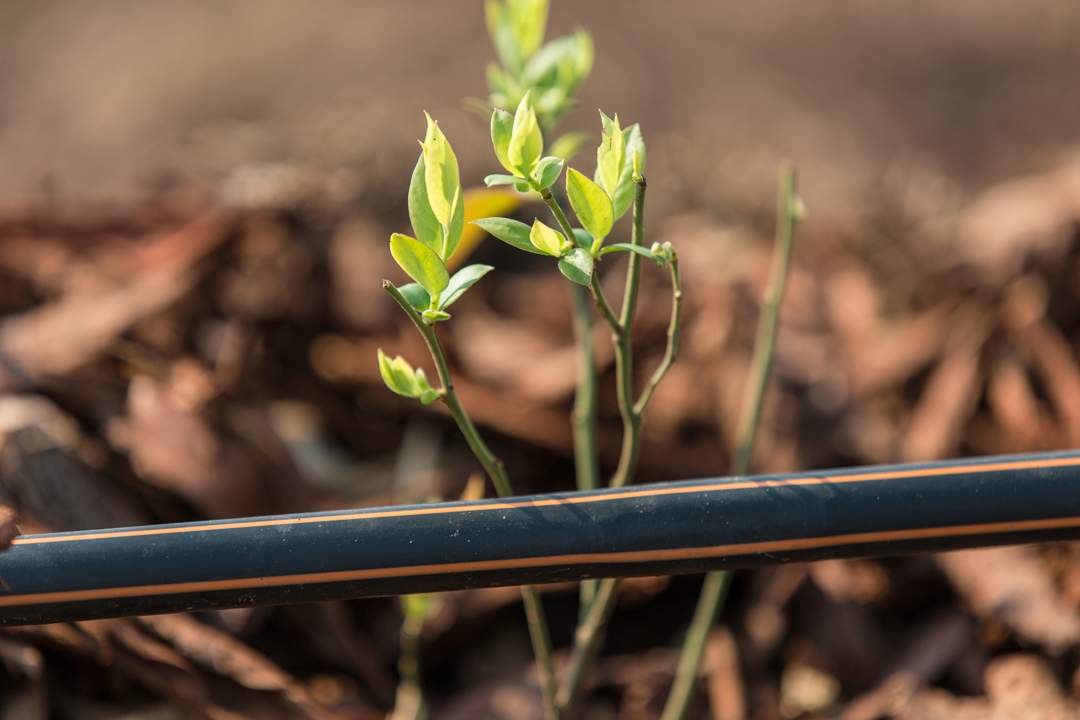 Laevloei-drupbesproeiing: ’n Reis na doeltreffendheid | Landbou