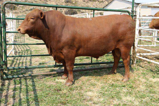 Van Pletzen Beefmasters en Merino’s wys hul staal in Jamestown | Landbou