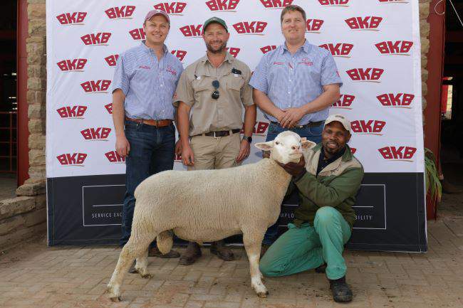 R50 000 vir Merino op 50ste Heuningkrans-produksieveiling | Landbou