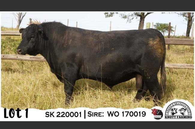 Knott Farming-veiling lewer goeie pryse op | Landbou