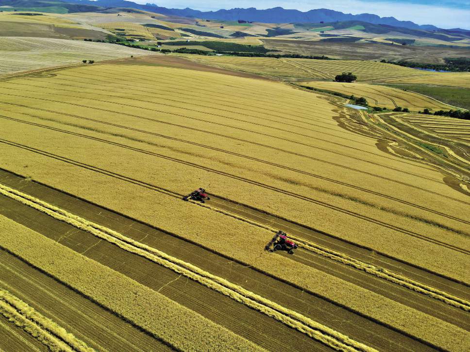 Graan en vee saam laat somme klop | Landbou