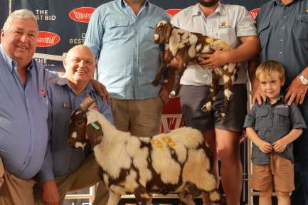 Oorlog-dogters sit tradisie van hoë pryse voort | Landbou