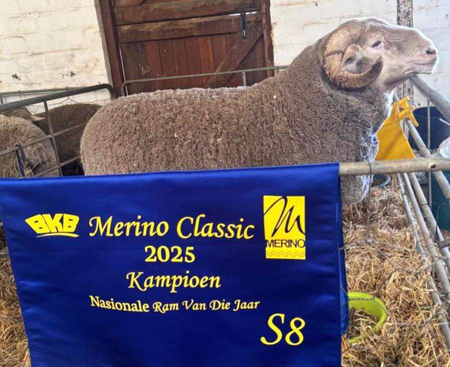 Vrystaatse ram op Nampo Kaap as beste aangewys | Landbou