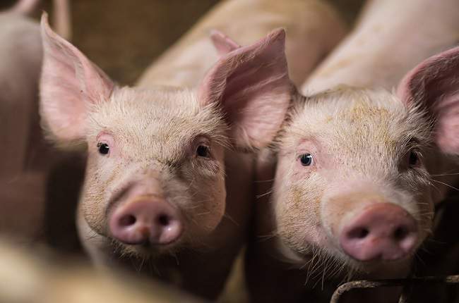 Varkvleismark toon tekens van herstel – verslag | Landbou