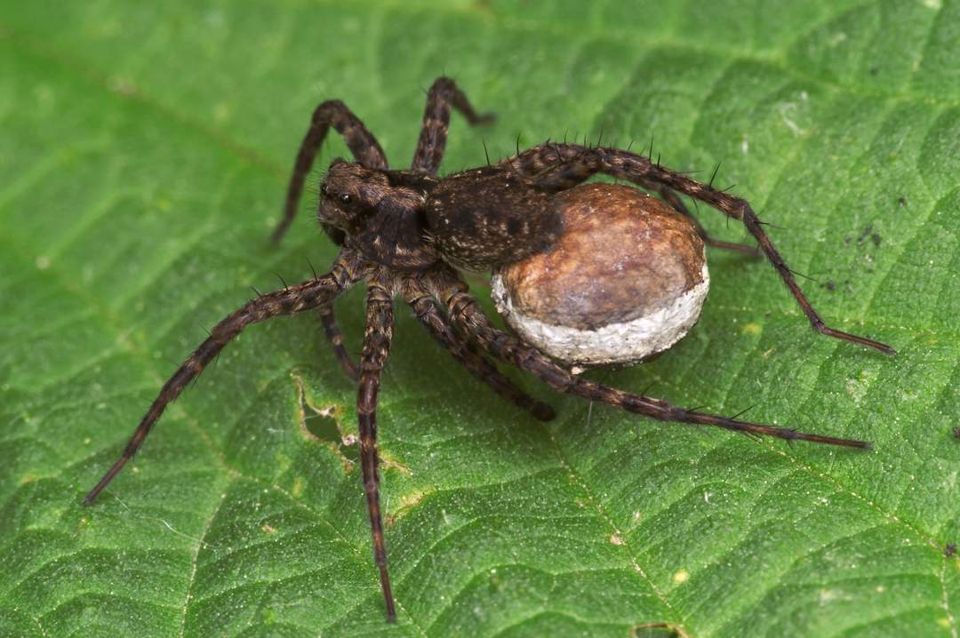 Studie: Meer spinnekoppe beteken beter landbou | Landbou