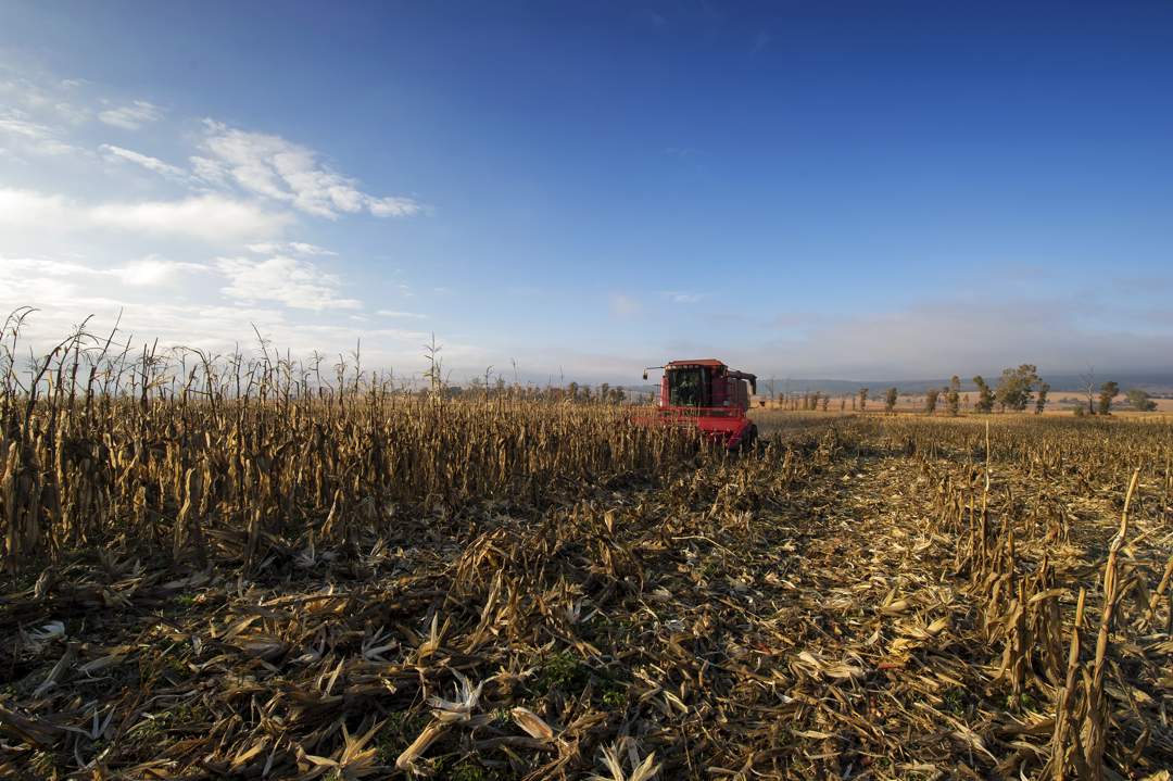 Johan Willemse oor Libstar: ’n Ster wat helderder skyn | Landbou