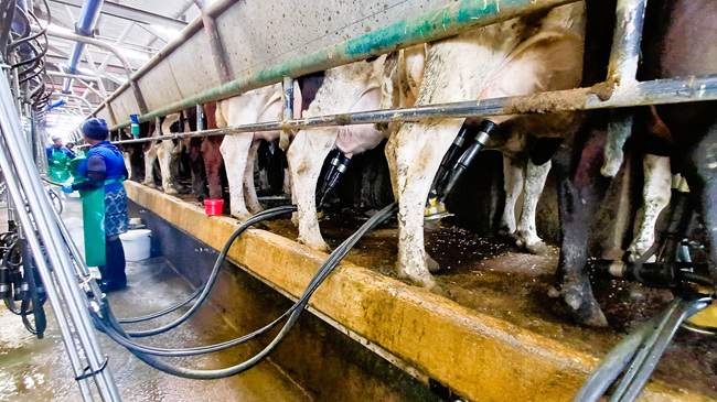 Bek-en-klouseer op melkplase in KZN vereis daadwerklike optrede | Landbou