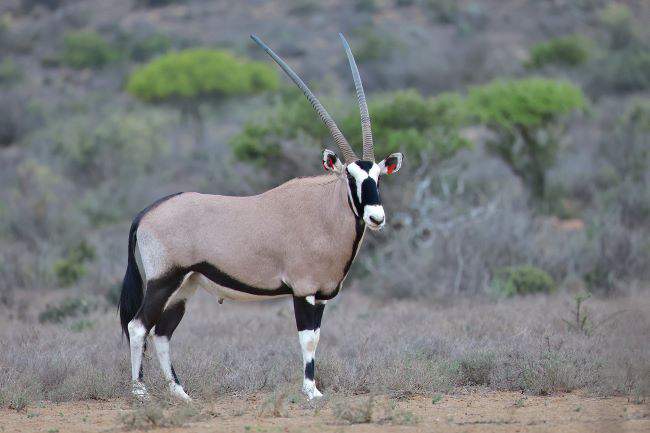 Oos-Kaapse wildveiling wys wildbedryf het nog groot skop | Landbou