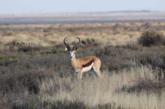 Oos-Kaapse wildveiling wys wildbedryf het nog groot skop | Landbou