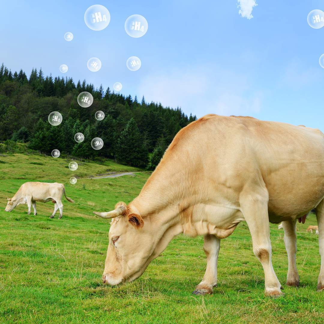 Nieu-Seeland steeds verdeeld oor metaangas-plan | Landbou