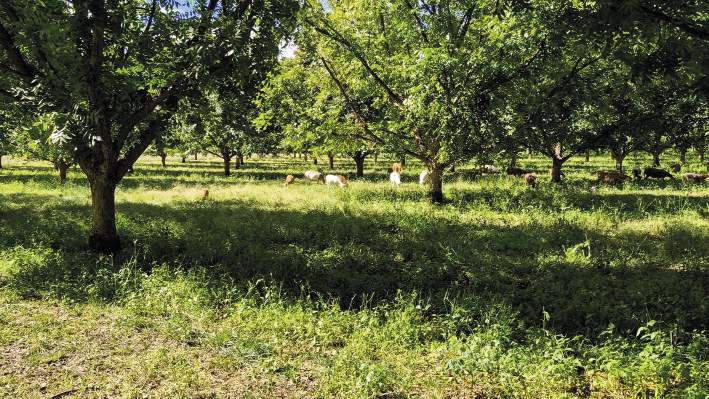 Dekgewasse en herlewing in pekanneutboerdery | Landbou