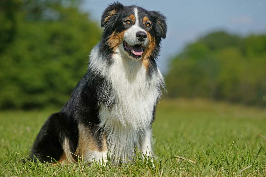 Werkende Australiese honde bespaar miljarde dollars vir dié veebedryf ...