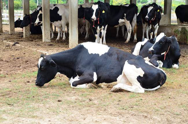 Wynbehandeling vir ketose laat veeartse giggel | Landbou