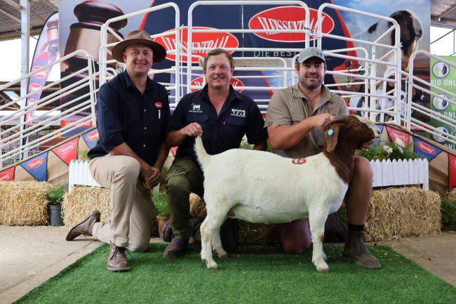 Vroulike diere is bobaas op nasionale Boerbok-veiling | Landbou