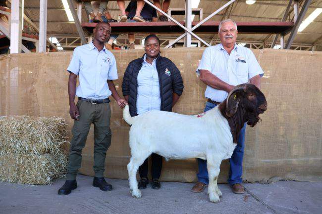 Vroulike diere is bobaas op nasionale Boerbok-veiling | Landbou