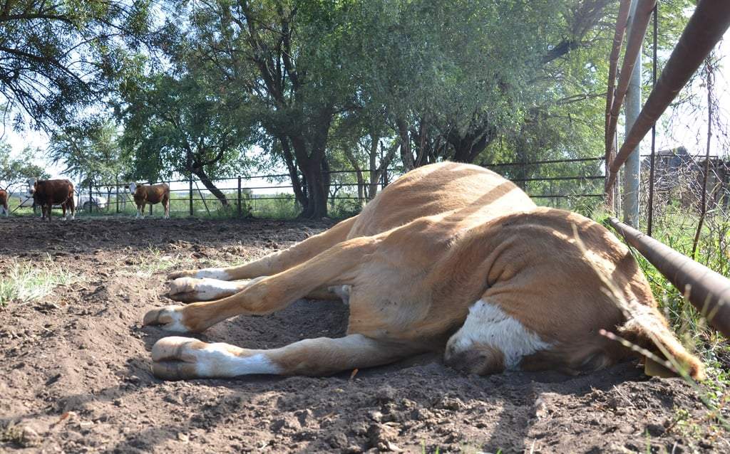 Veearts sê hy het raad vir snotsiekte | Landbou