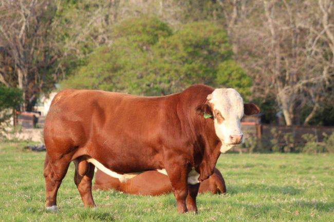 Uiters suksesvolle eerste produksieveiling vir Marichelle Simbras | Landbou