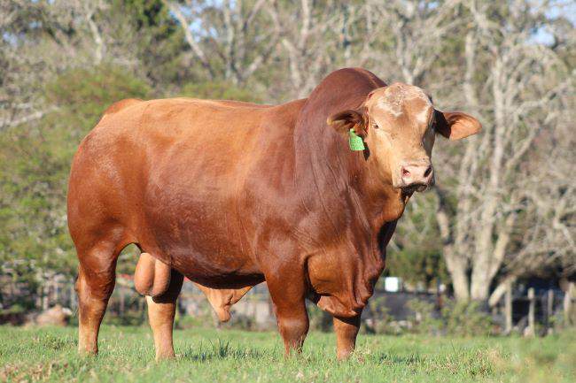 Uiters suksesvolle eerste produksieveiling vir Marichelle Simbras | Landbou