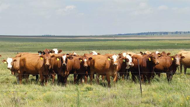 Vleispryse daal | Landbou