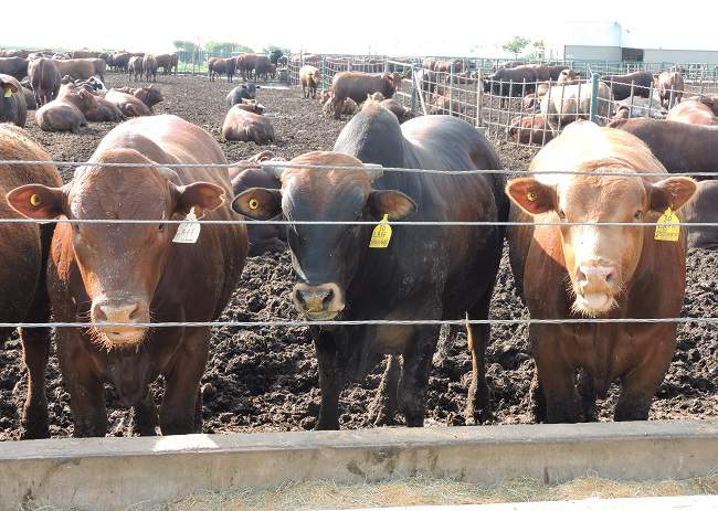 Vleismarkpryse onder druk | Landbou