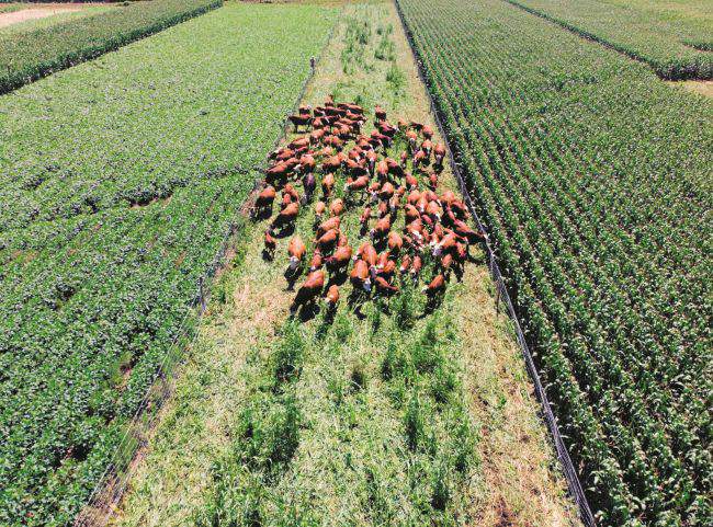 Integrasie van vee broodnodig vir wins en groter veerkrag | Landbou