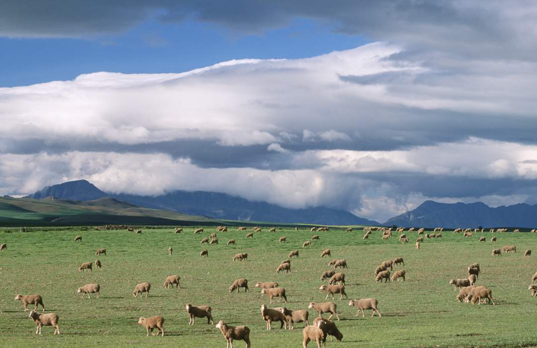 Vleispryse styg dalk in feestyd | Landbou