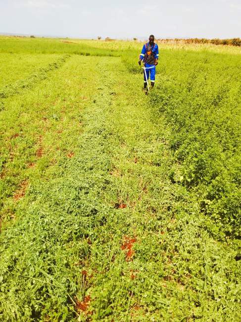 Lusern belowende gewas vir sukkelende suikerrietkwekers | Landbou