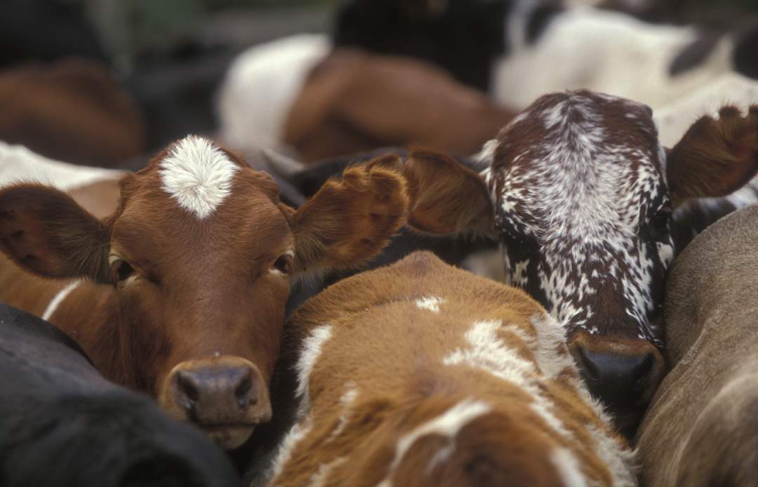 Vleispryse kan onder druk kom | Landbou